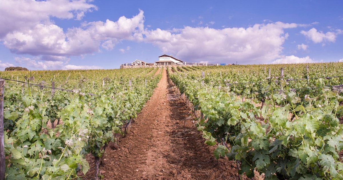 Ronda: Winery Tour with Wine Tasting and Tapas | GetYourGuide