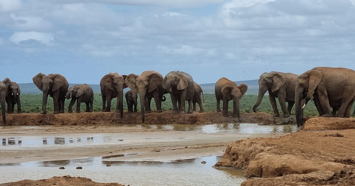 Addo Elephant National Park privé safari van een hele dag | GetYourGuide