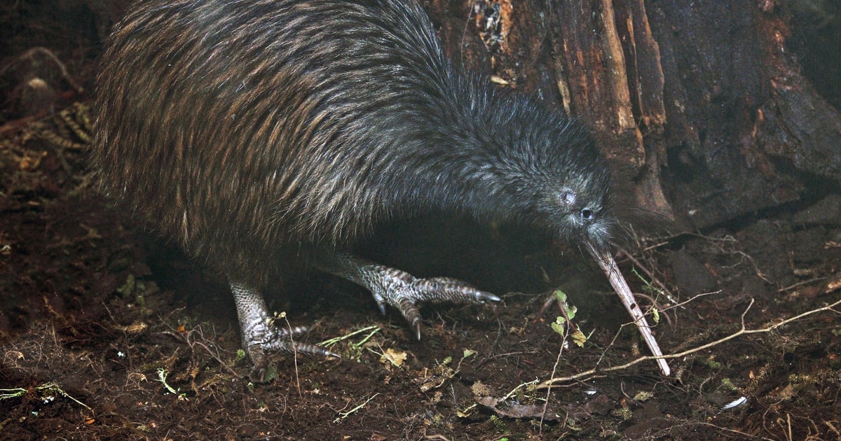 Tawharanui: Kiwi Spotting & Stargazing Tour w/ Optional Stay | GetYourGuide