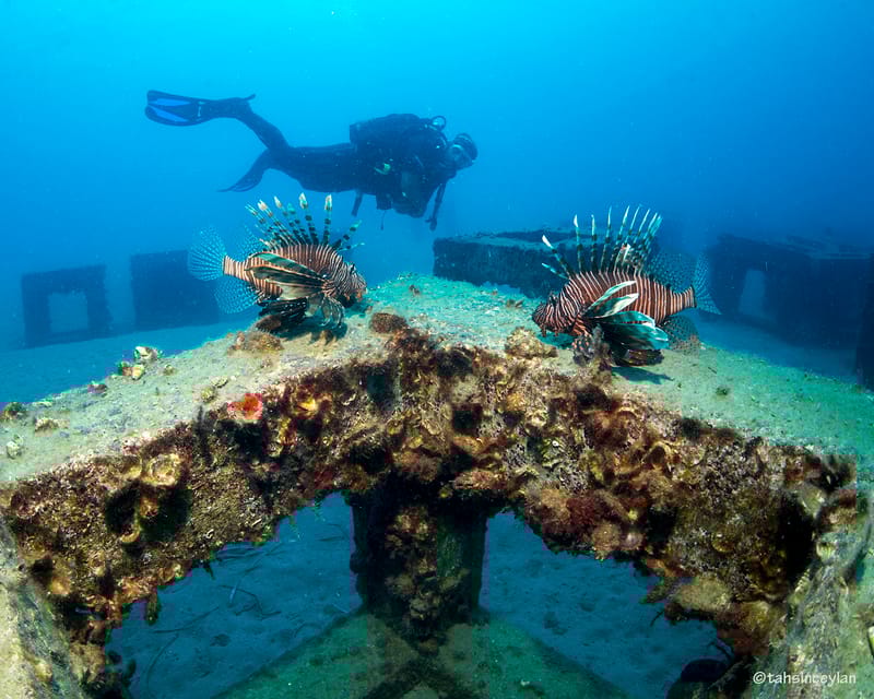 Diving Tour in Alanya | GetYourGuide