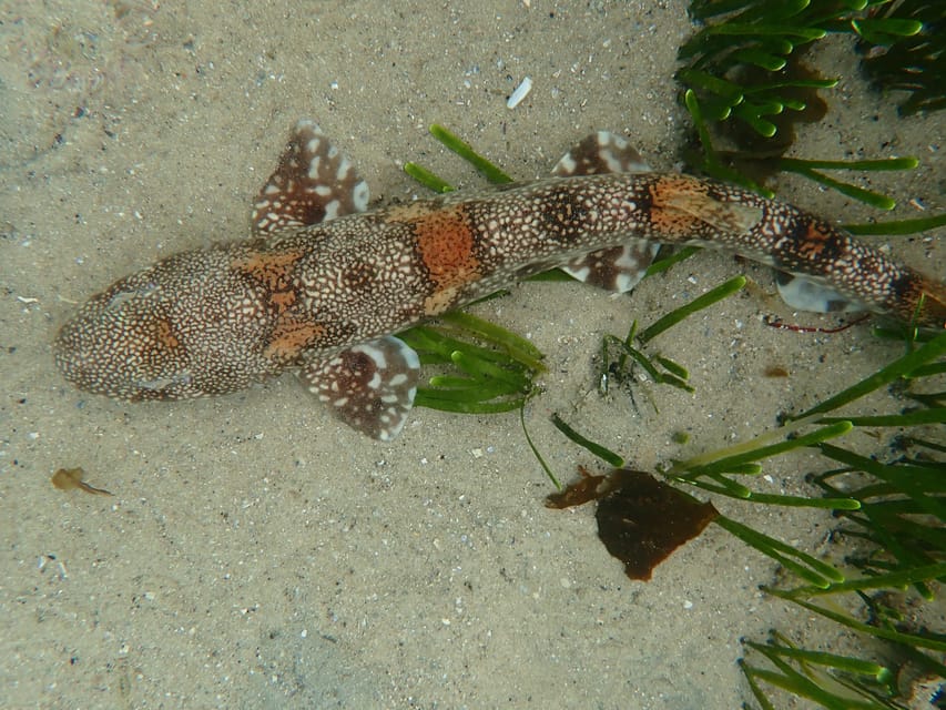 Cape Town: Great African Sea Forest Guided Snorkel | GetYourGuide