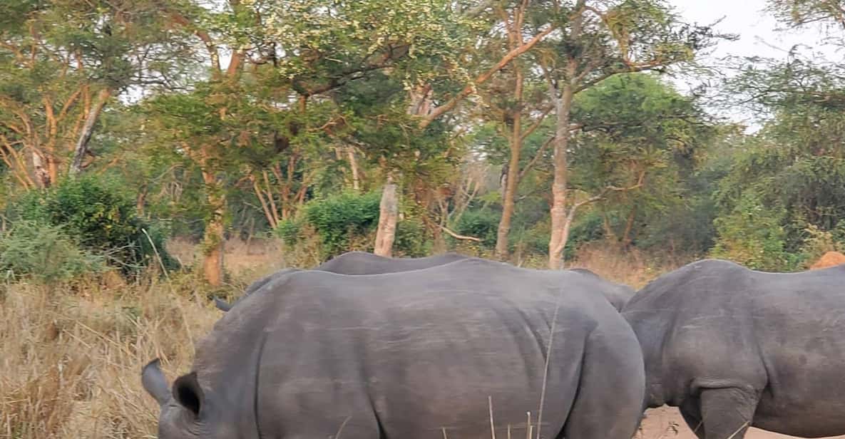 Viagem de 1 dia para o santuário de rinocerontes de Ziwa | GetYourGuide