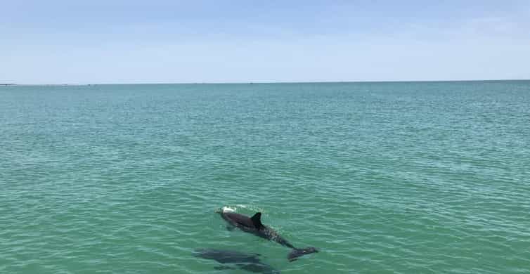 Tampa Bay: Dolphin Shelling Snorkeling Cruise | GetYourGuide