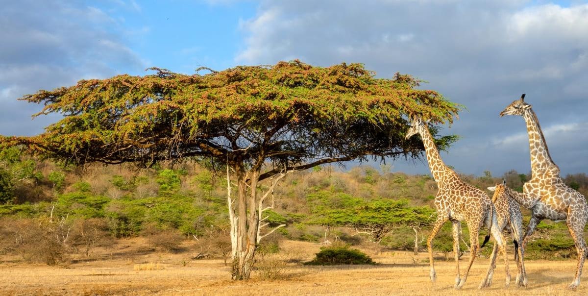 Au départ d'Arusha : Safari de 3 jours dans les parcs nationaux de ...