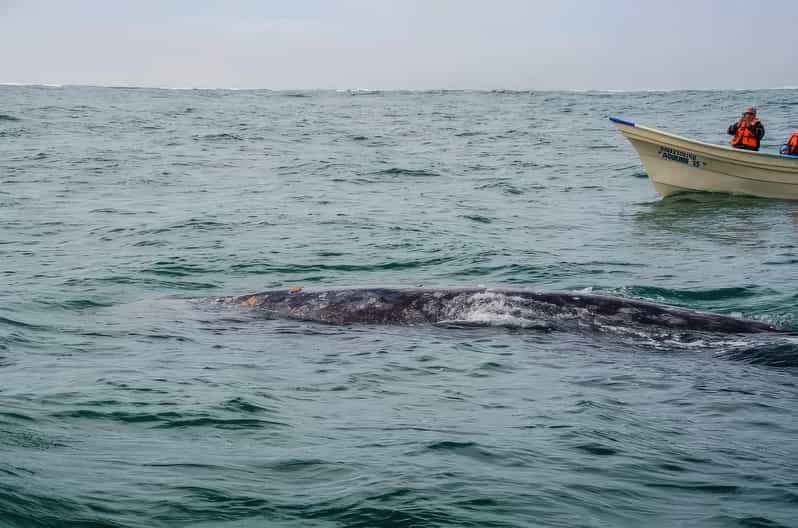 Puerto Chale: Expedición de Avistamiento de la Ballena Gris | GetYourGuide