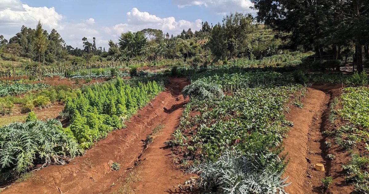 Nairobi: Kangemi Mlango Organic Farm Guided Tour | GetYourGuide