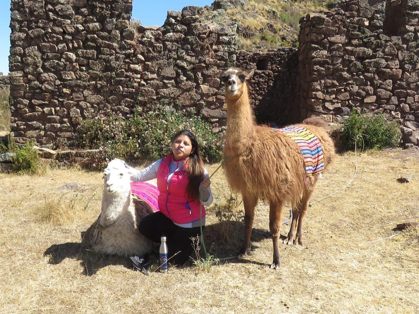 Cusco: Alpaca Therapy - Connect with your inner self | GetYourGuide