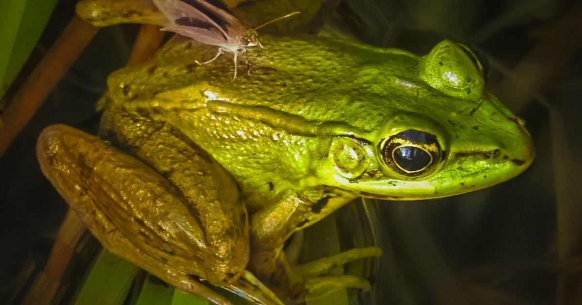 Froschwanderung in La Fortuna | GetYourGuide