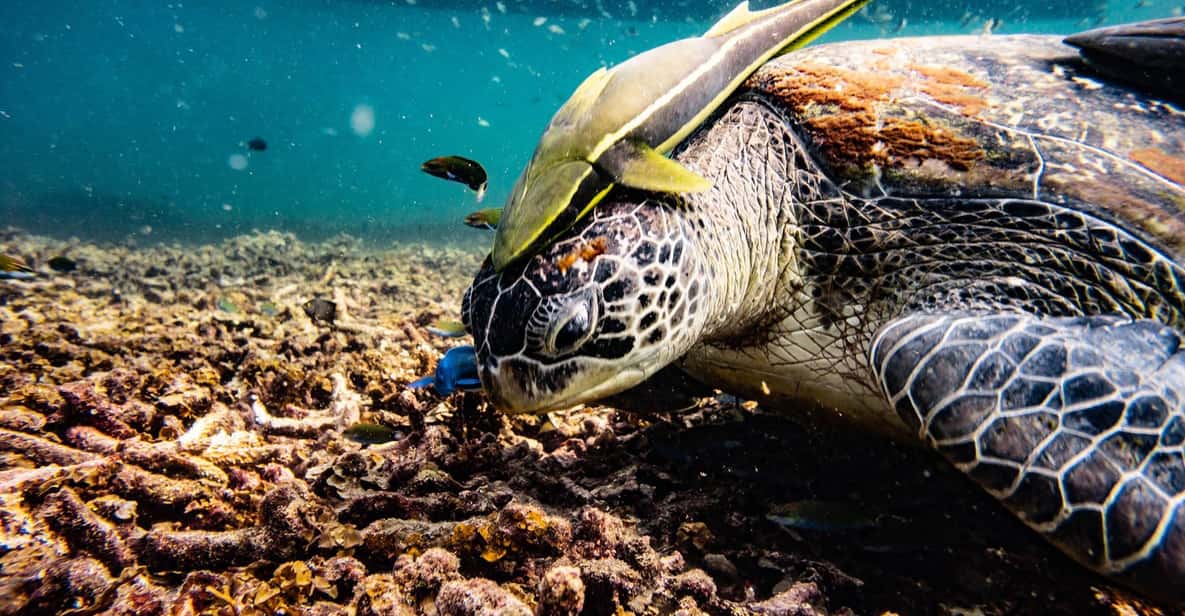 Ko Tao: Morning Trip to Ko Nangyuan’s Serene Oasis by Oxygen | GetYourGuide