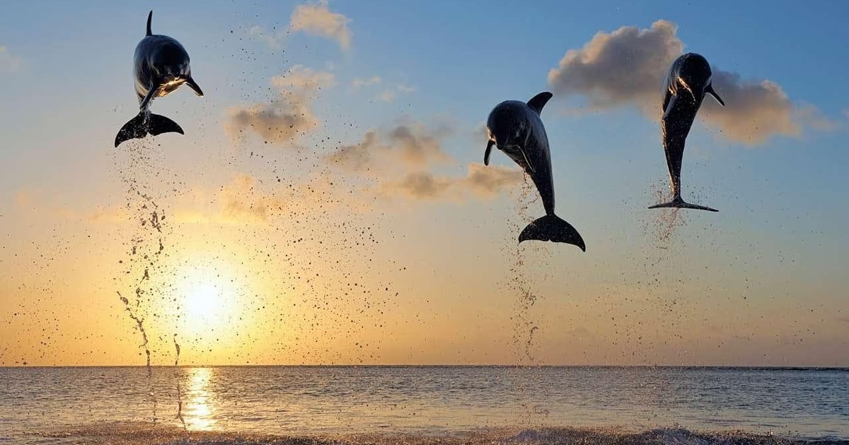 Wild Dolphine Lovina Beach with Temple & Famous Waterfall | GetYourGuide