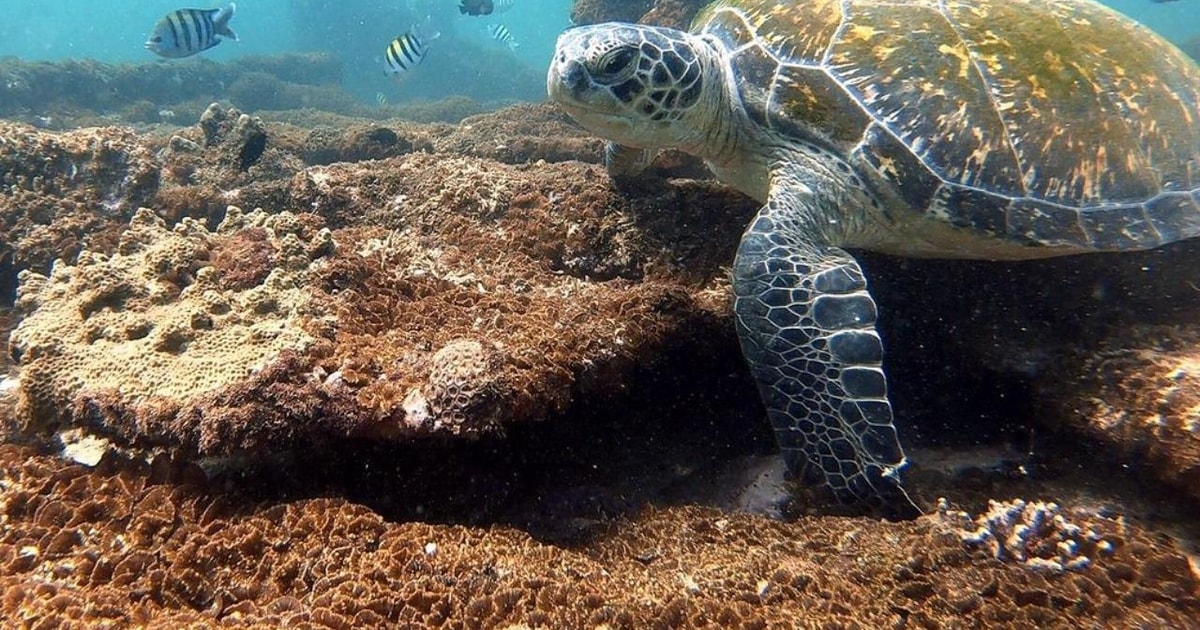 Salalah: Scuba Diving Discover Oman’s hidden underwater gems | GetYourGuide