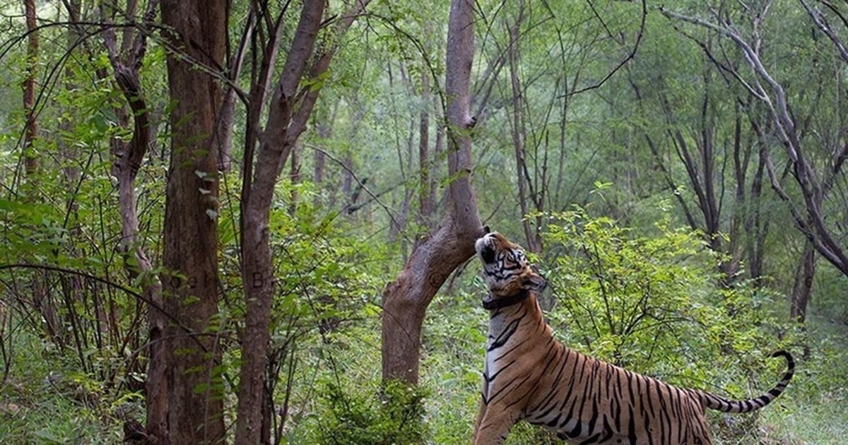 Discover Delhi, Agra & Tigers: 4-Day Ranthambore Tour | GetYourGuide
