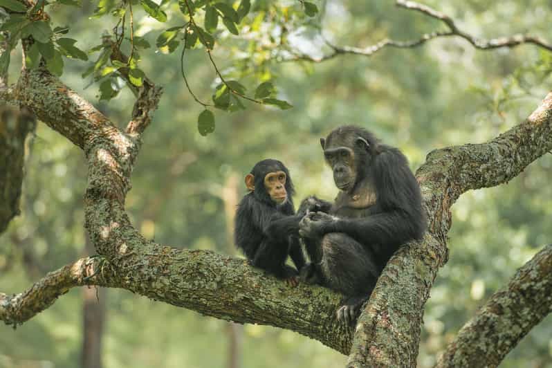 The best four days in gombe national park | GetYourGuide