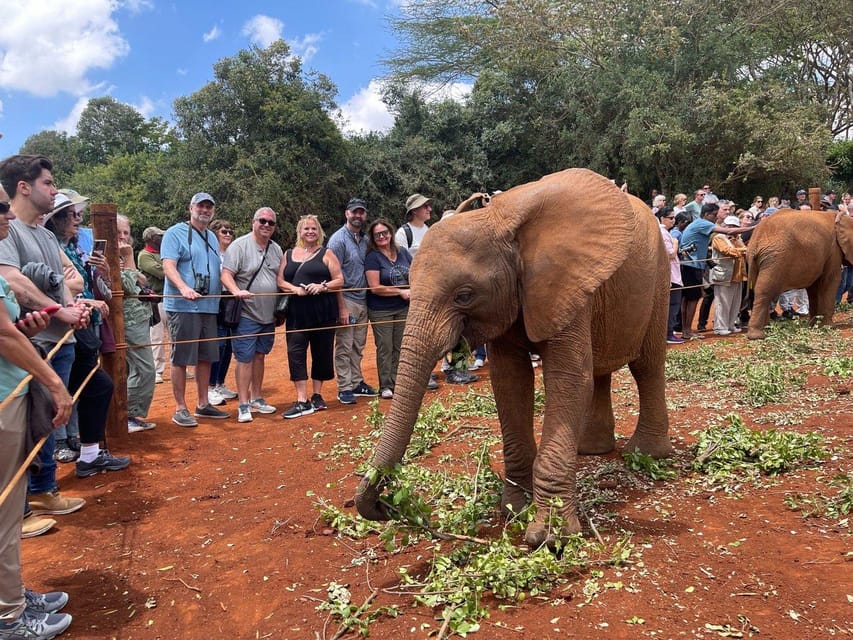 David Sheldrick Elefantenwaisenhaus Tour | GetYourGuide
