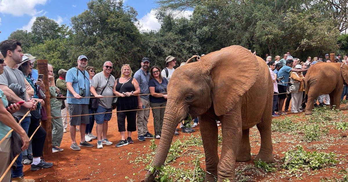 Tur til David Sheldricks elefantbørnehjem | GetYourGuide