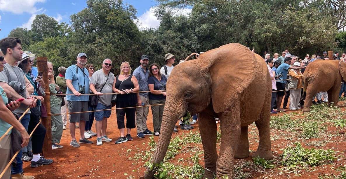 David Sheldrick Elefantenwaisenhaus Tour | GetYourGuide