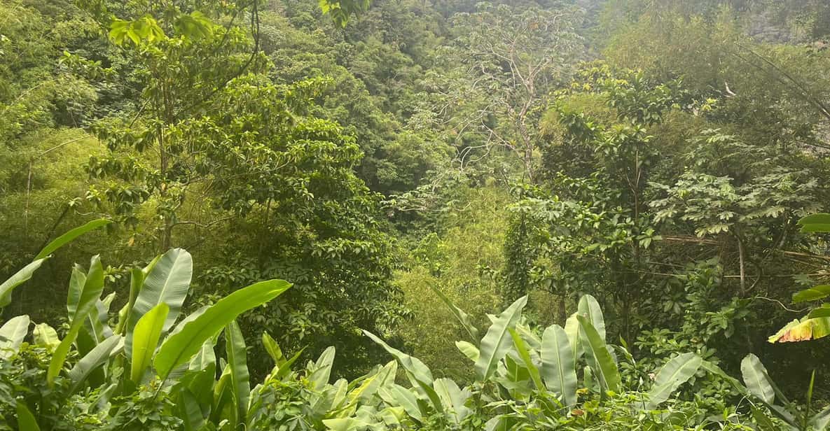 Wild Immersion : Hiking in the Heart of the Tropical Forest | GetYourGuide