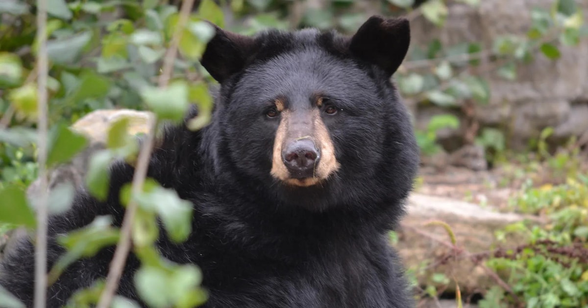 Montreal: Ecomuseum Zoo Entry Ticket | GetYourGuide