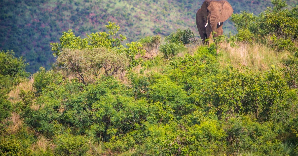 Elephant Hills Hike: 1-Day Adventure from Nairobi/Naivasha | GetYourGuide