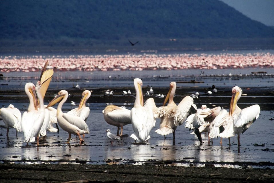 Excursión de 2 días al Lago Nakuru y paseo en barco por el Lago ...