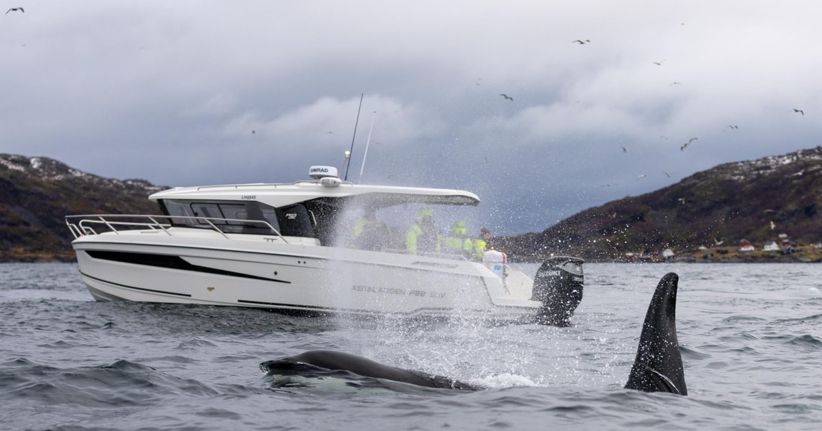 Tromsø: Skjervøy Pilothouse Boat Whale Watching Tour | GetYourGuide