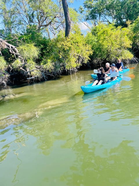 Merritt Island: Manatee Watching Paddle or Kayak Tour | GetYourGuide
