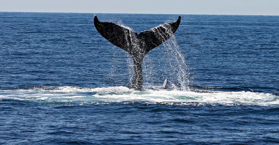 Samaná Whale Watching Expedition: An Unforgettable Excursion | GetYourGuide