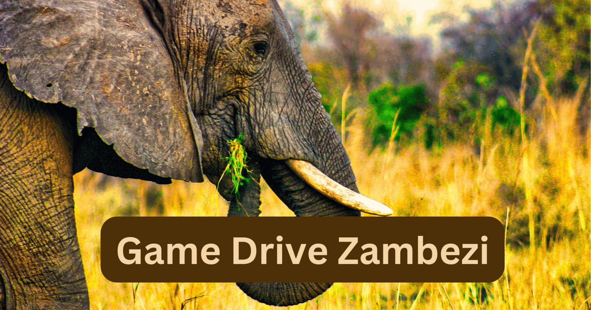 Victoria Falls: Game Drive Zambezi | GetYourGuide