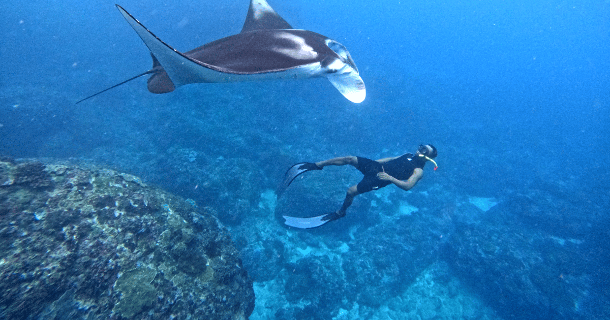 Fra Penida: Snorkling med mantarog med frokostbuffet og kajaksejlads ...