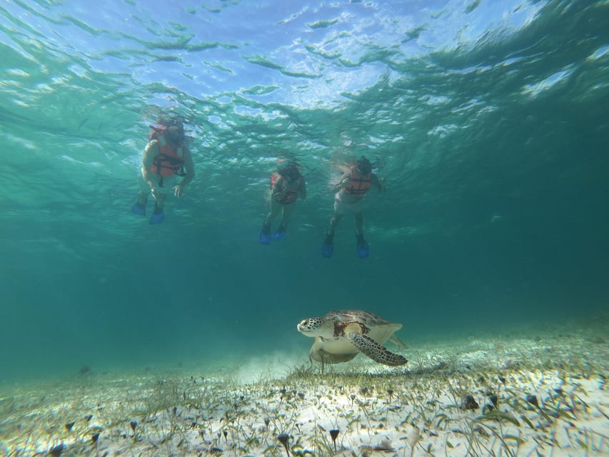 Snorkel Tour: searching for turtles at Mahahual reef lagoon | GetYourGuide