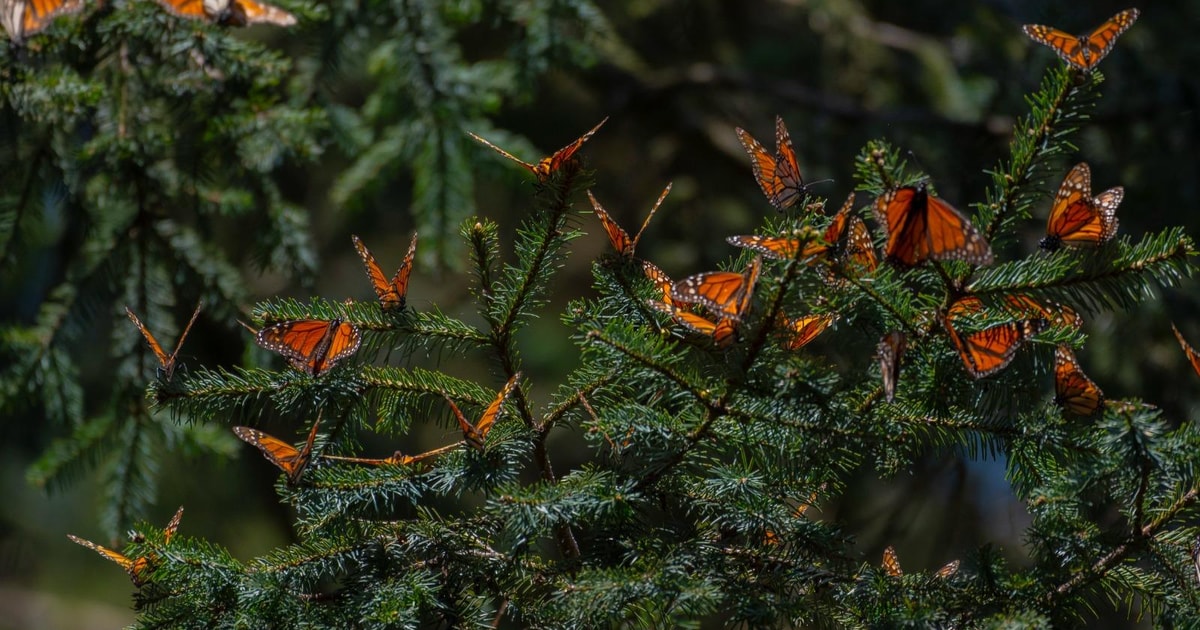 Monarch Butterfly Tour in Michoacan | GetYourGuide