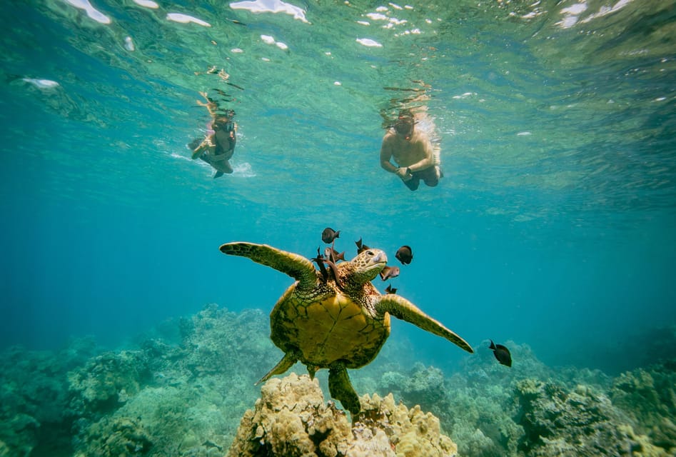 South Maui: Molokini Crater and Turtle Town Snorkeling Trip | GetYourGuide