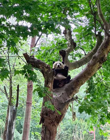 Du Jiang Yan Panda Base+Ancient Town | GetYourGuide