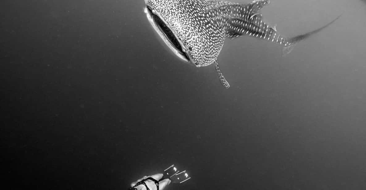 Cebu: Oslob Whale Shark, Tumalog Falls, and Sumilon Sandbar | GetYourGuide