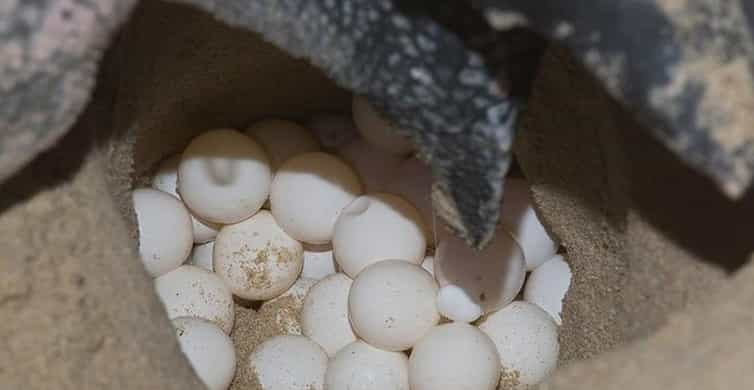 Tortuguero: Turtle Nesting Tour on Tortuguero Beach | GetYourGuide