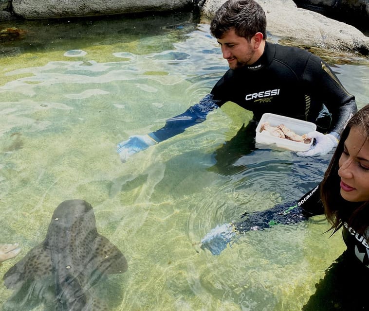 Swim with Zebra Shark + Entrance ticket to Odysseo | GetYourGuide