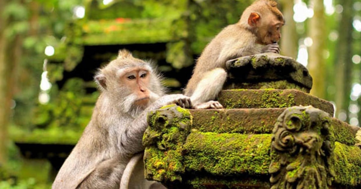 Ubud: Monkey Forest,Waterfalls & Rice Terrace Tour | GetYourGuide