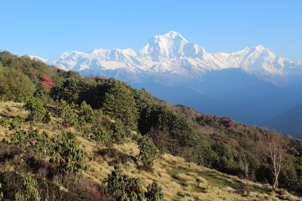 Muldai ,Poon Hill and Mohare Trek | GetYourGuide