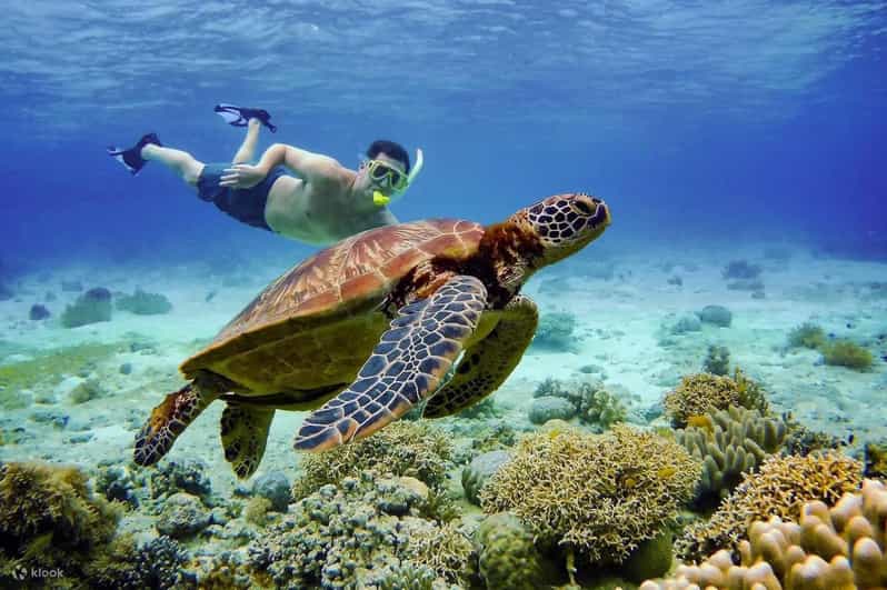 Oslob Whale Shark & Moalboal Snorkeling | GetYourGuide