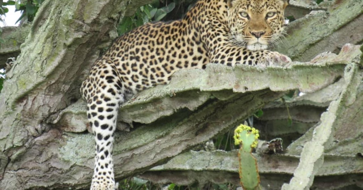 Parc national de l'Akagera : 1 jour de safari en voiture | GetYourGuide