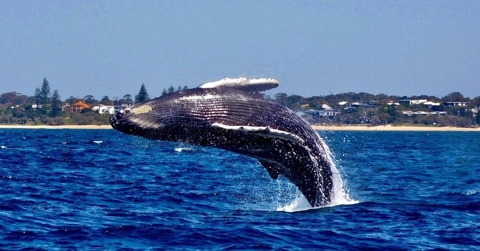 Mooloolaba: Whale Watching Cruise | GetYourGuide