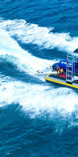 Oahu: Dolphin Swim and Turtle Snorkel Excursion in Waianae | GetYourGuide