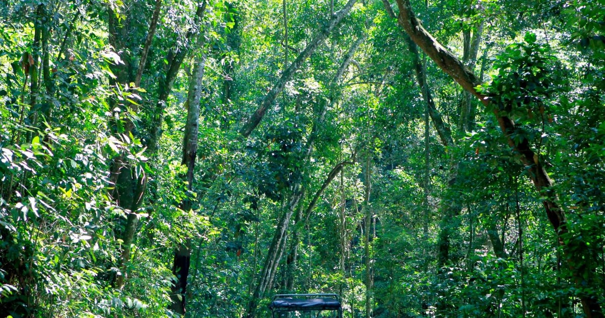 Rio: Jeep Tour to Botanical Garden and Tijuca Forest | GetYourGuide