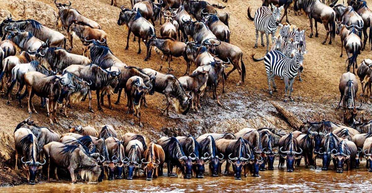 9日間のタンザニアサファリ：セレンゲティ大移住ツアー | GetYourGuide