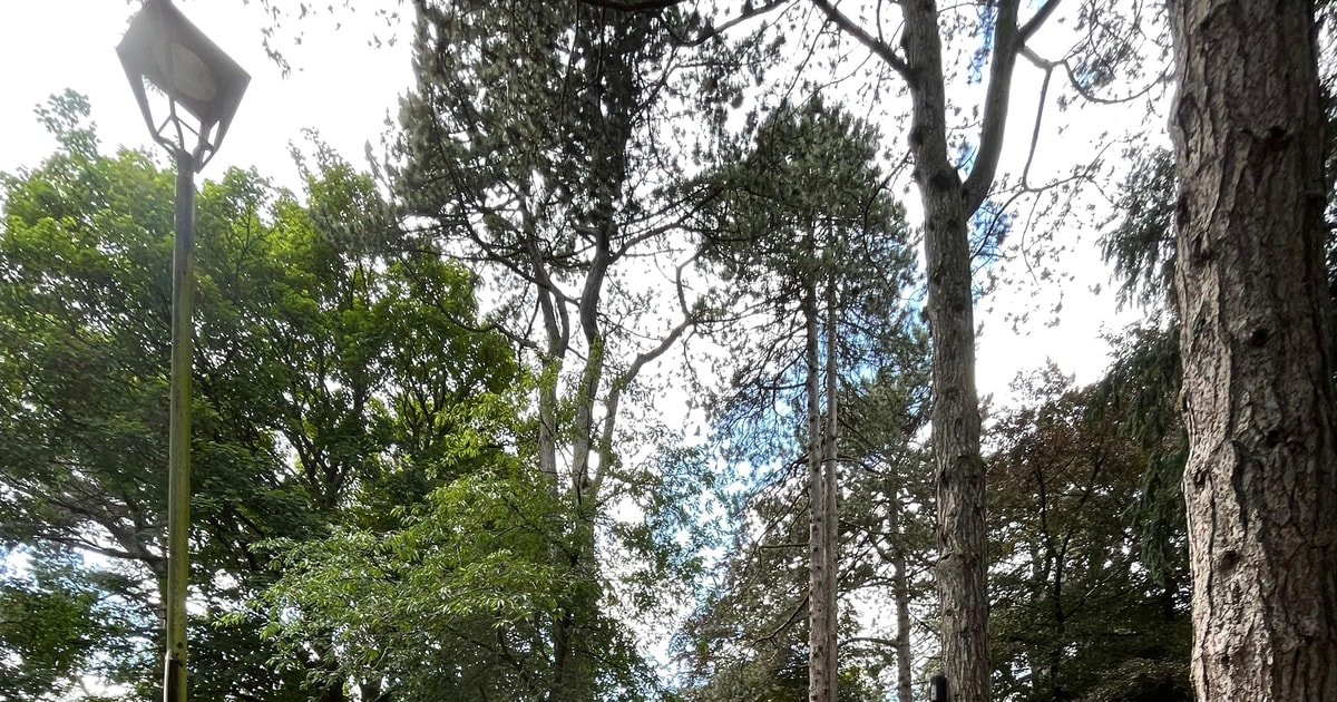 Black Taxi Tour durch Belfast & Peace Walls | GetYourGuide