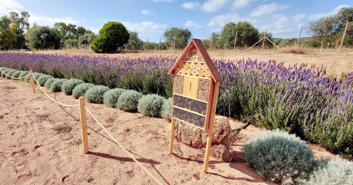 Alghero: visita guidata al Giardino delle Api di Guardia Grande ...
