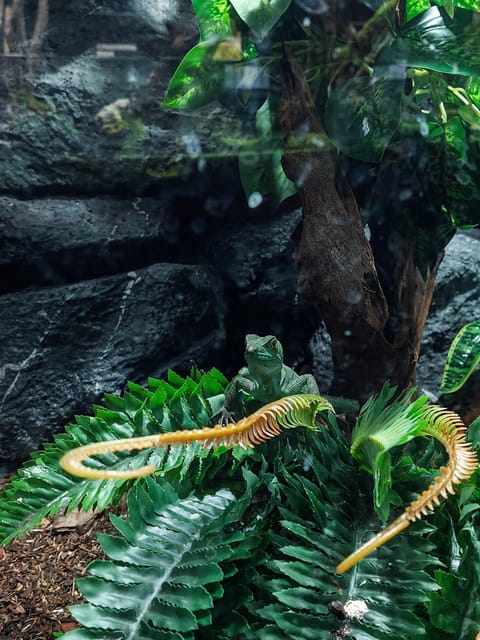 Reptiland Bucharest Entry Ticket | GetYourGuide