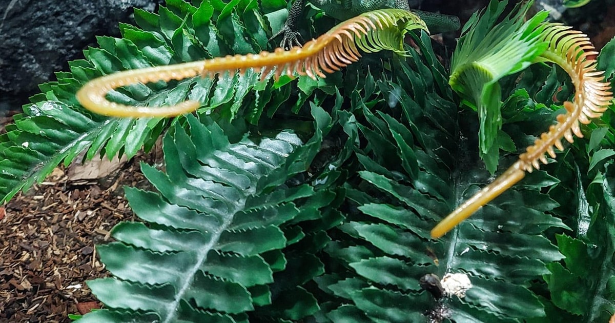 Reptiland Bucharest Entry Ticket | GetYourGuide