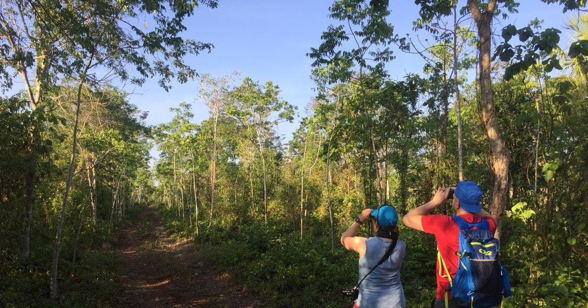 From Cancun: Bird Watching Day Tour | GetYourGuide