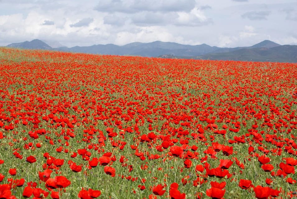 Tema de Escritorio de Windows - Campos de amapolas de Tashkent ...